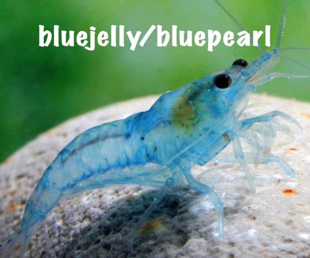 Shrimp – Indo Tropical Fish Exporter